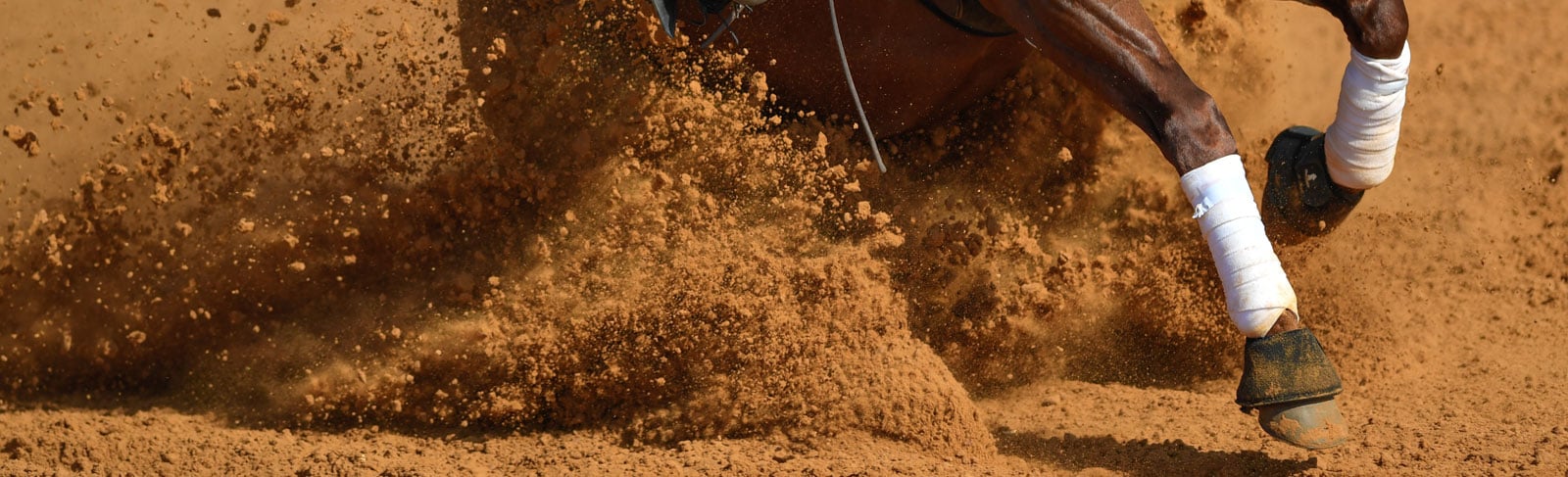 Tips, News, and Stories from 440 Equine